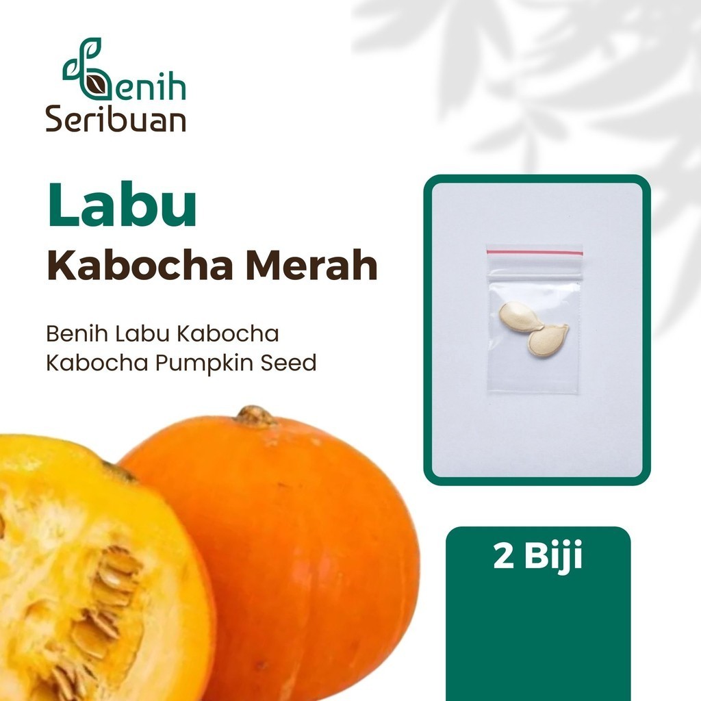 Jual Benih Seribuan - 2 Bibit Buah Labu Kabocha Merah F1 Hibrida ...