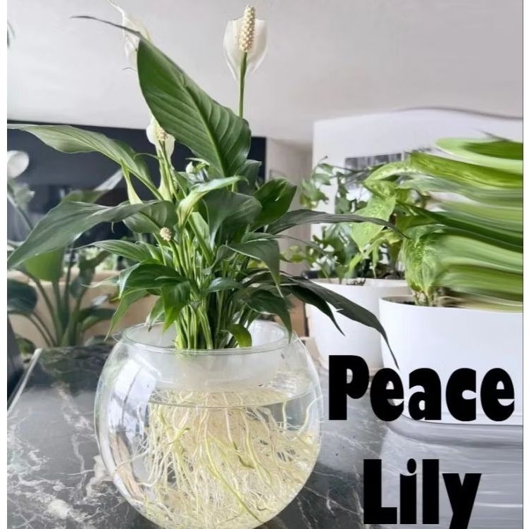 Jual ( BISA COD ) Tanaman Hias Jenis Spathifylum Atau Peace Lily ...