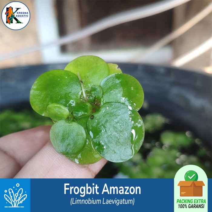 Jual Tanaman Aquascape Frogbit Amazon | Shopee Indonesia