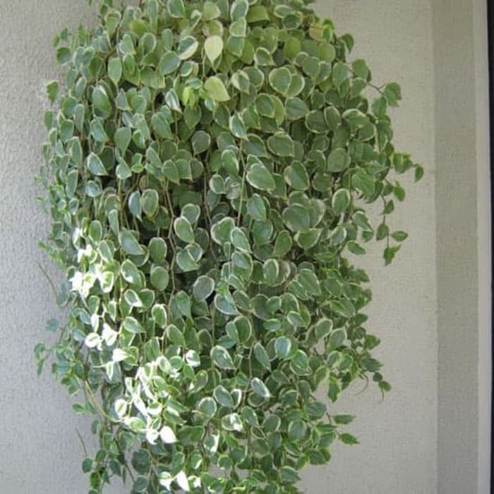 Jual PROMO MURAH Tanaman hias yang bisa digantung/ peperomia scandens ...