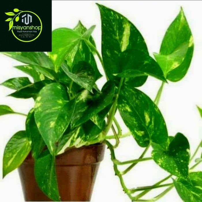 Jual TANAMAN SIRIH GADING Belanda Varigata/sirih HERBAL Tanaman hias ...