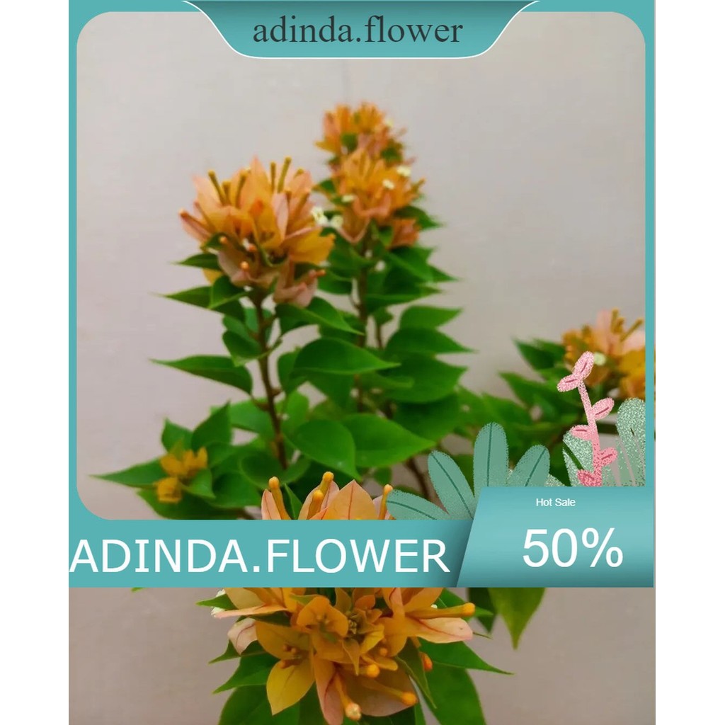 Jual BIBIT TANAMAN HIAS BUGENVIL BUNGA KERTAS BOUGENVILLE SINGAPORE ...