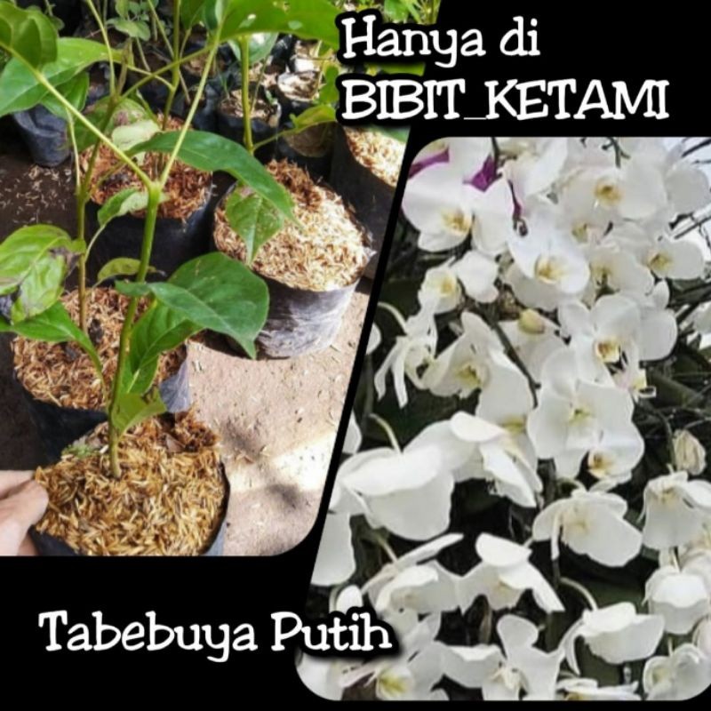 Jual Bibit Bunga TABEBUYA PUTIH (White) - Kategori Standart (ORIGINAL ...
