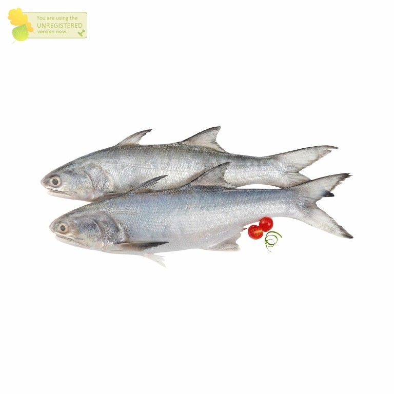 Jual Ikan Senangin Segar Ikan Kuro Senangin 1Kg | Shopee Indonesia