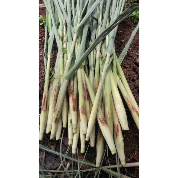 Jual New Terubuk Trubuk Turubuk Endog Tiwu Bunga Telur Telor Tebu ...