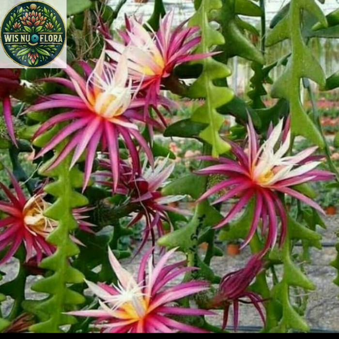 Jual Tanaman hias Wijaya Kusuma Kris bunga pink - bunga hidup murah ...