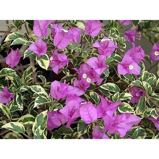 Jual Tanaman Hias Bunga BOUGENVILLE VARIEGATA - Bugenvil Varigata (Ungu ...