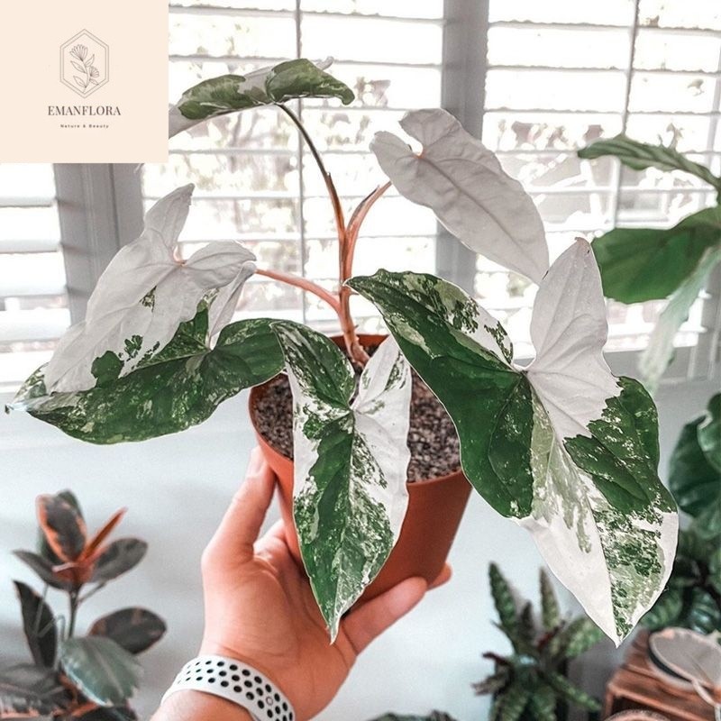 Jual _ ( BISA COD ) Tanaman Hias Indoor Syngonium Variegata Dewasa 4-6 ...