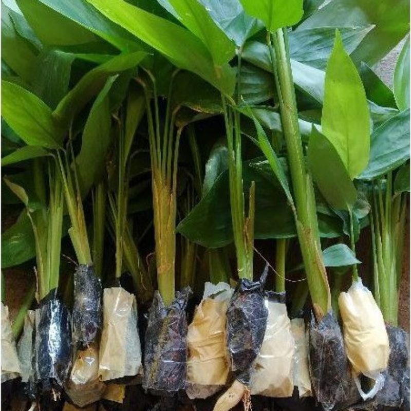 Jual Bibit umbi garut- bibit umbi tarigu - bibit sagu siap tanam ...