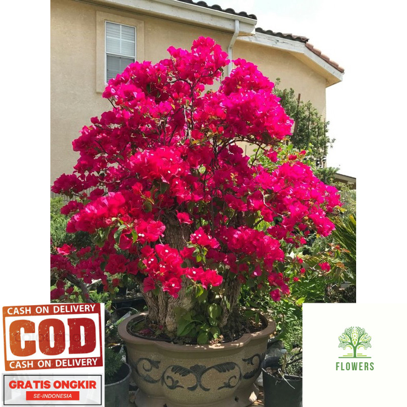 Jual Bunga Bougenville Kertas Id Merah Mega Darah Bibit Ori