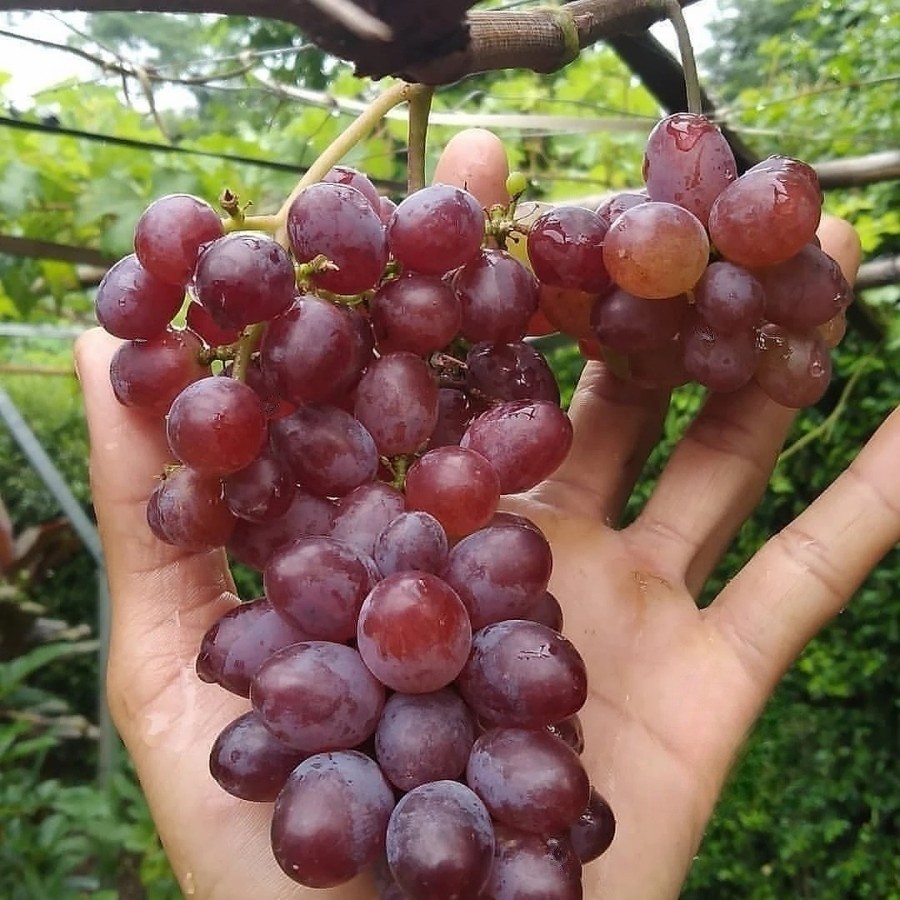 Jual Bibit Tanaman Anggur Ninel - Buah Manis dan Produktif | Shopee ...