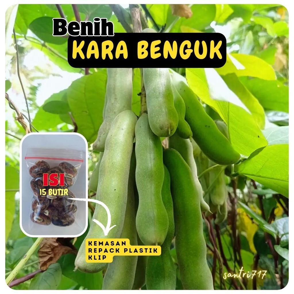 Jual 15 biji benih kacang kara benguk | Shopee Indonesia