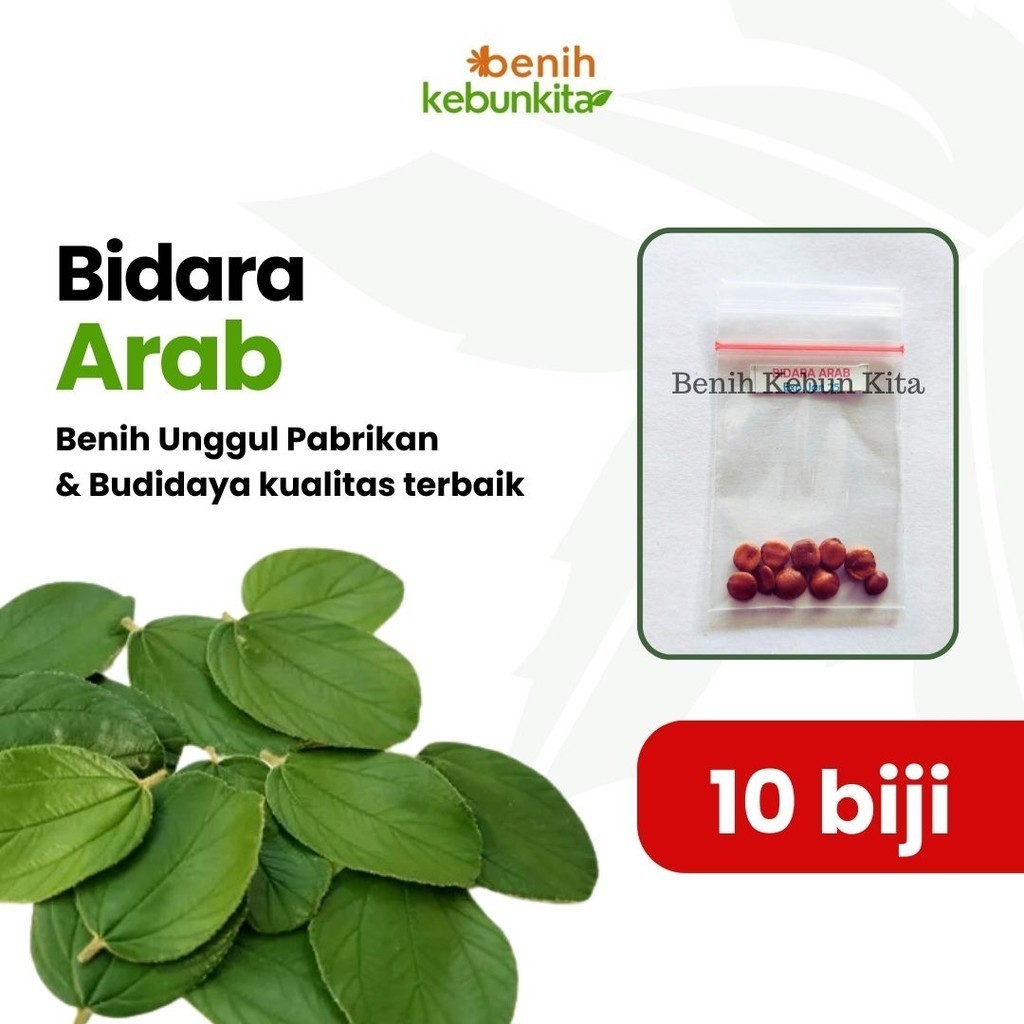 Jual Biji Benih Bibit Tanaman Bidara Arab | Shopee Indonesia