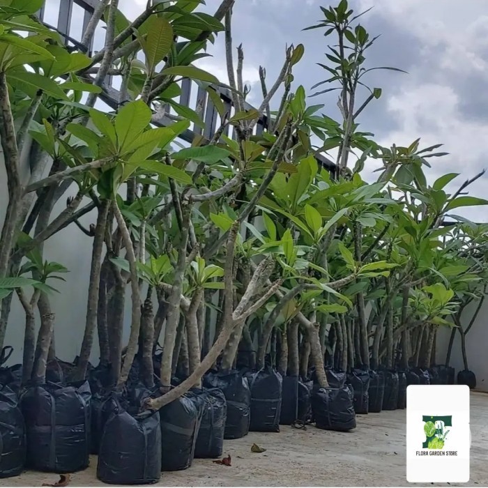 Jual Tanaman hias kamboja bali - kamboja bali - kamboja 1,5 meter ...