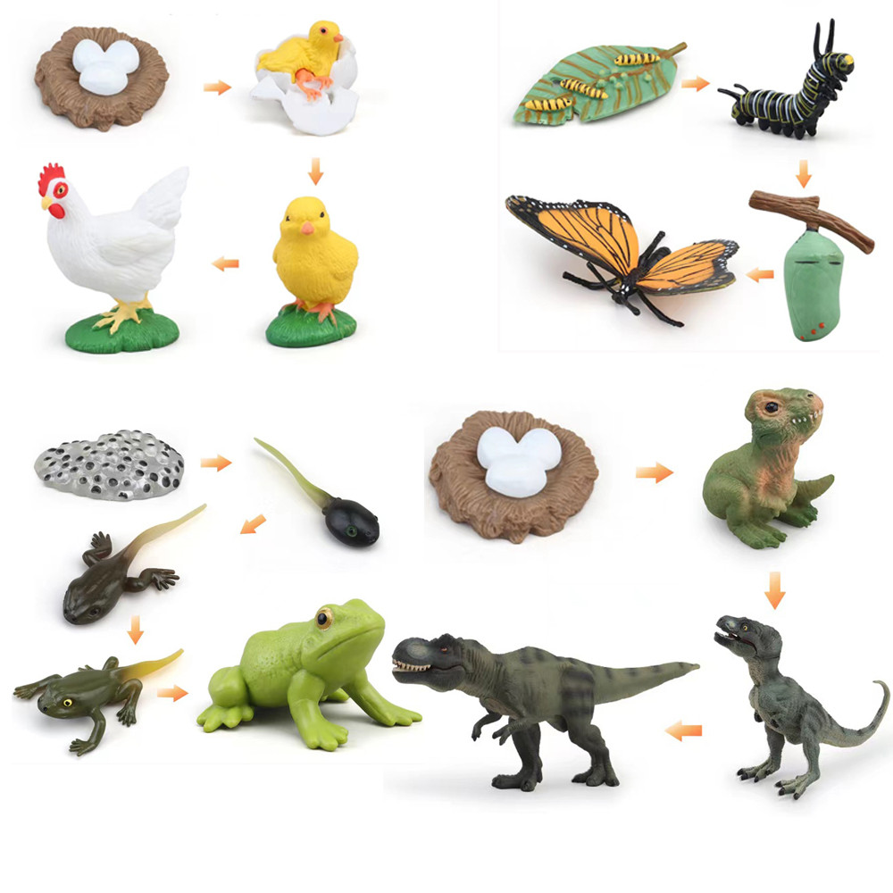 Jual Simulation Biological Growth Small Animal Model Toy Growth Cycle ...