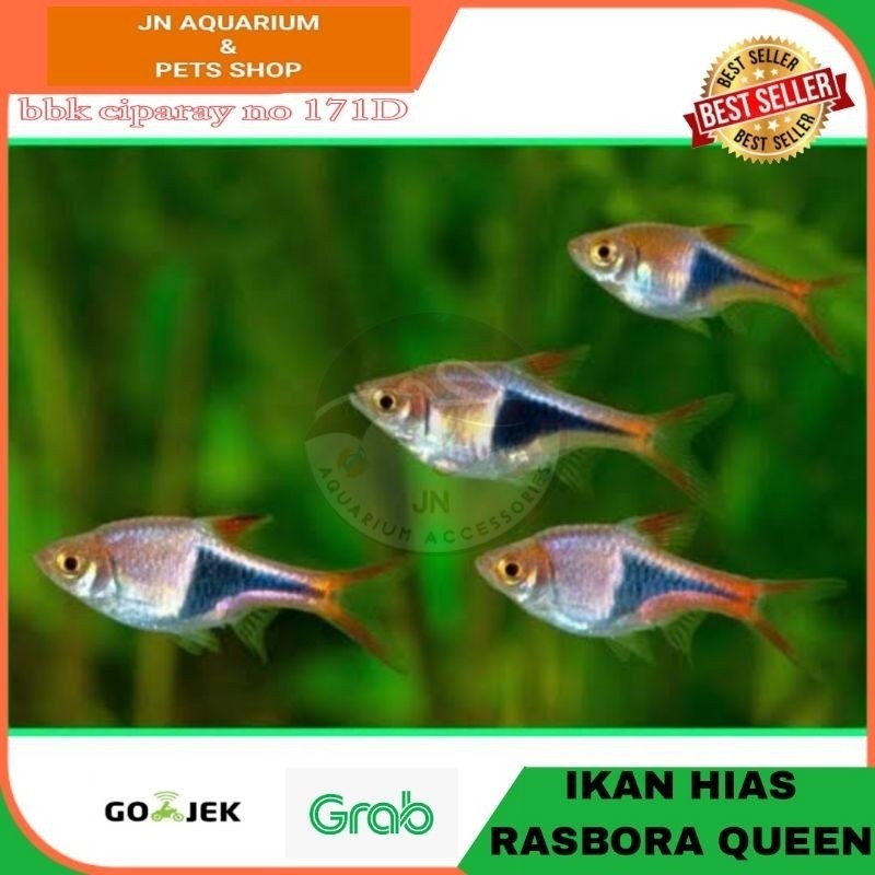 Jual IKAN HIAS RASBORA HARLEQUIN AIR TAWAR AQUARIUM | Shopee Indonesia