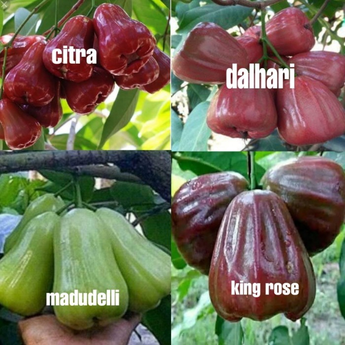 Jual Paket isi 4 bibit jambu air (dalhari, citra, madu deli, king rose ...