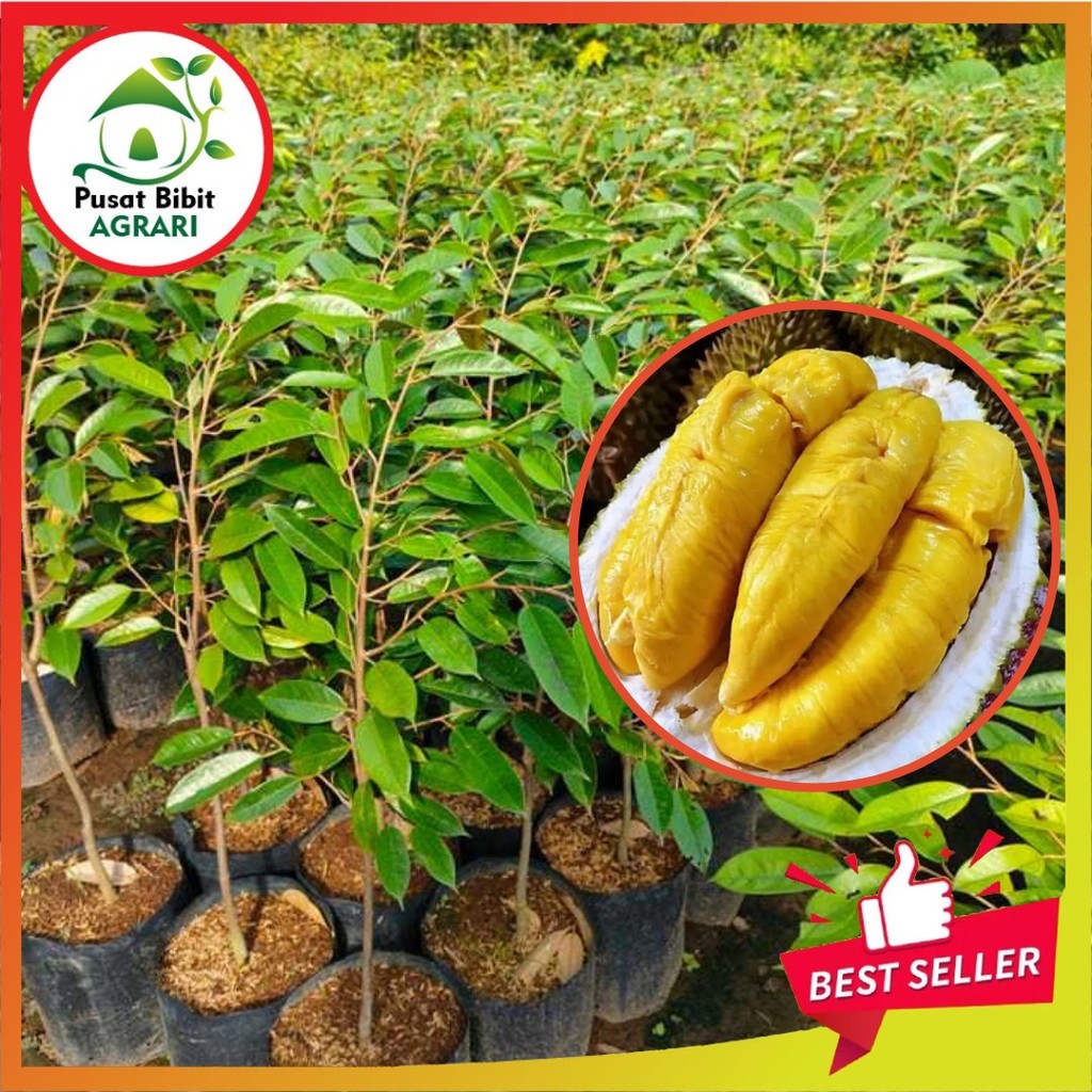 Jual Bibit Durian Bawor Asli Tanaman Buah Okulasi Jumbo Super Unggul Tabulampot Duren Pusat ...