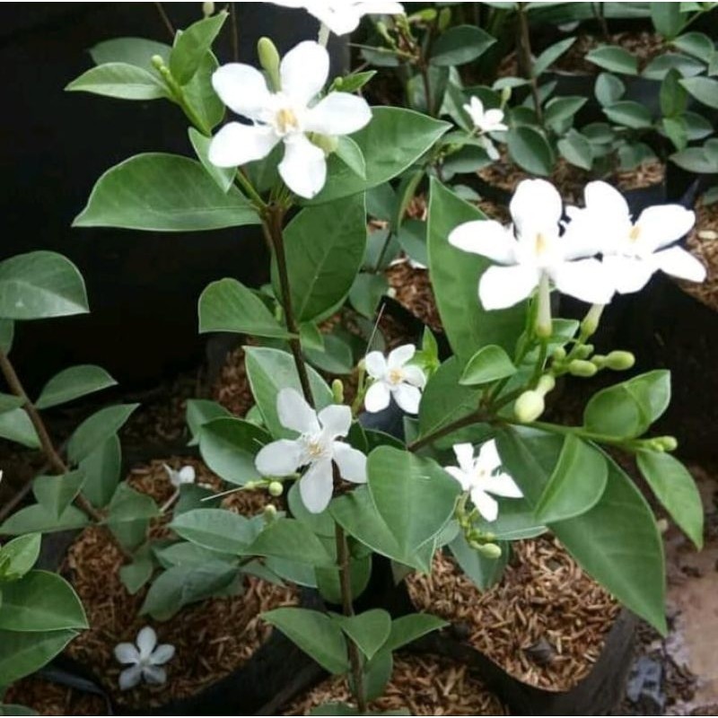 Jual Tanaman bunga melati jasmine pohon bunga melati yasmin bibit ...