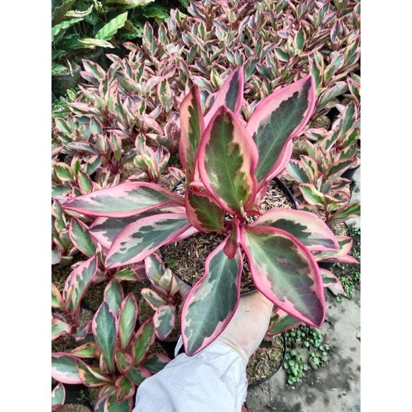Jual Bunga Teplan merah / peperomia tricolor | Shopee Indonesia