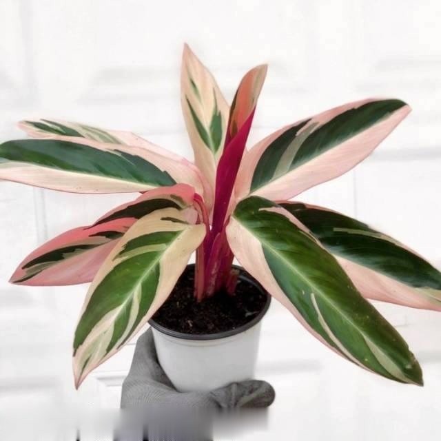 Jual Tanaman Hias Calathea - Calathea Multi Tricolor - Meranti Bali ...