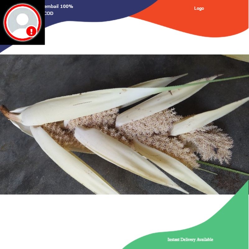 Jual bunga pandan duri/Bunga Jaksi fresh 1 bonggol kumplit | Shopee ...