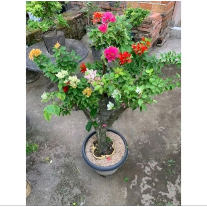 Jual MURAH!!!! BIBIT BOUGENVILLE BONSAI 1 POHON 5 WARNA//BUNGA KERTAS ...