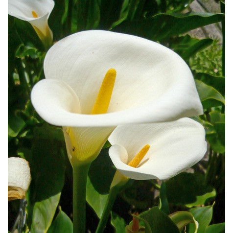Jual Tanaman Hias Bunga Cala Lily - Tanaman Hias Hidup Berakar dan Siap ...