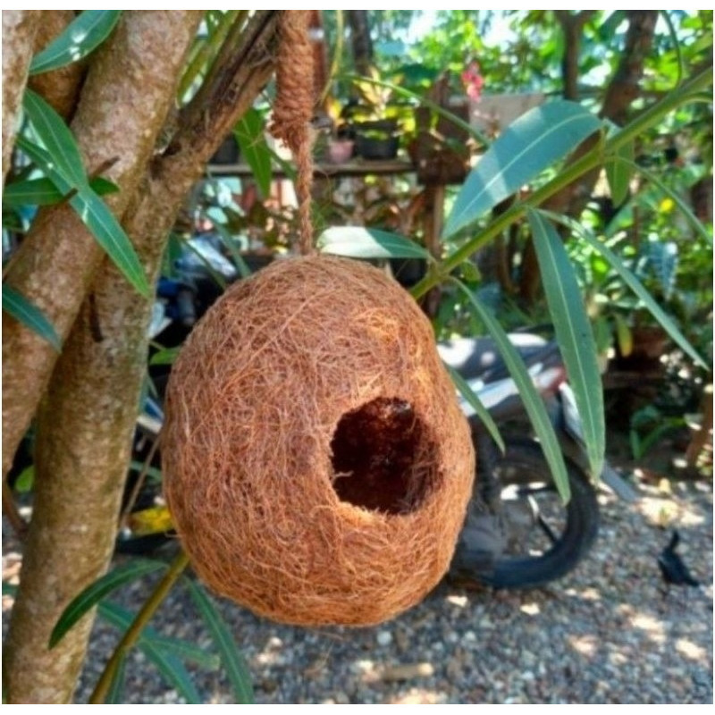 Jual SUSUH MANUK SUSUH BULAT SARANG BURUNG GLODOK BURUNG SABUT KELAPA ...