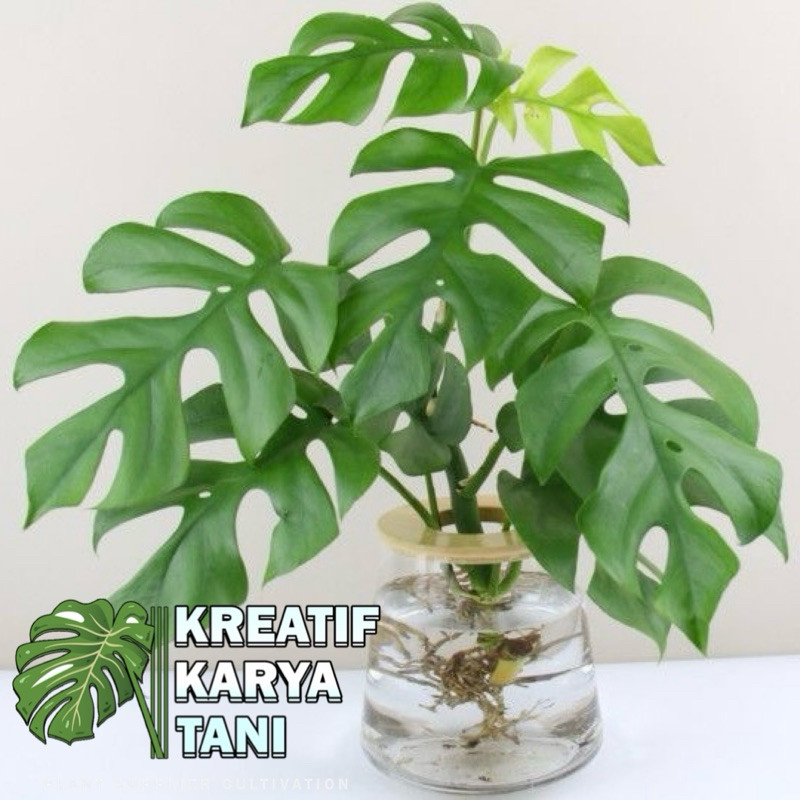 Jual Monstera Tetrasperma tanaman yang bisa hidup di air monstera ...