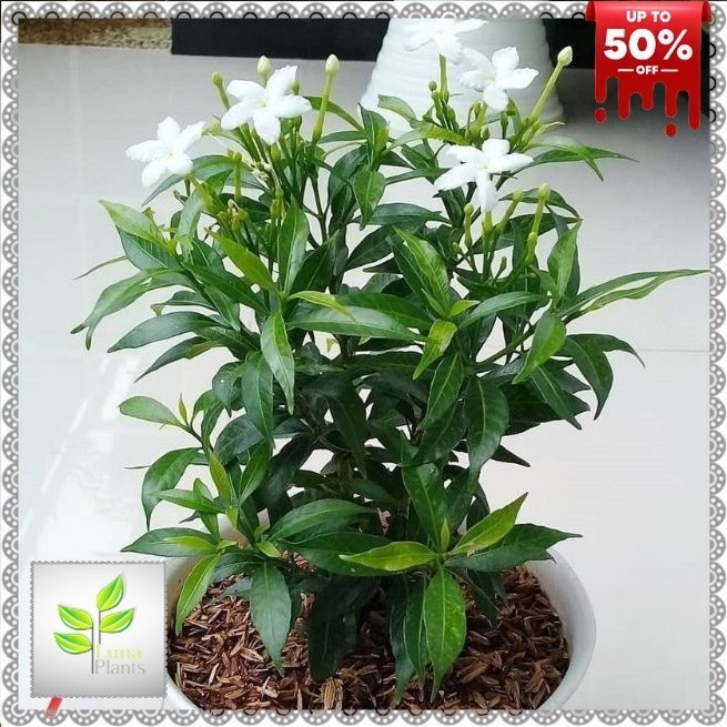 Jual ( BISA COD ) Tanaman Hias Rembosa Mini Bunga Hias Rembusa Mini ...