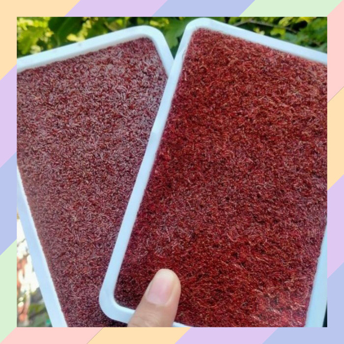 Jual FH53 Cacing Beku Tray 100gr Bloodworm Frozen Cacing Darah Trey ...