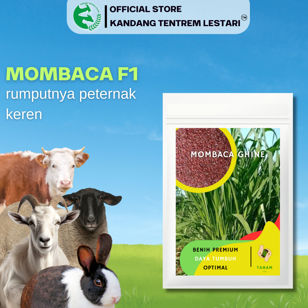 Jual Benih Rumput Mombaca Ghine F1 1000 Biji Premium TANAM SEED Mombasa ...