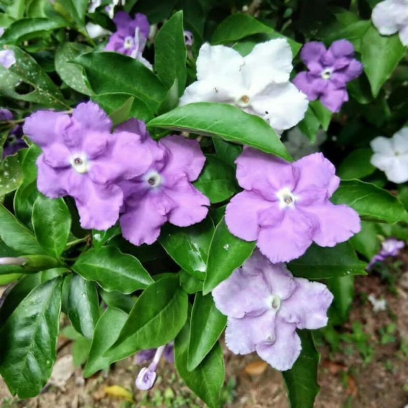 Jual tanaman melati costa / liventony Terlaris | Shopee Indonesia