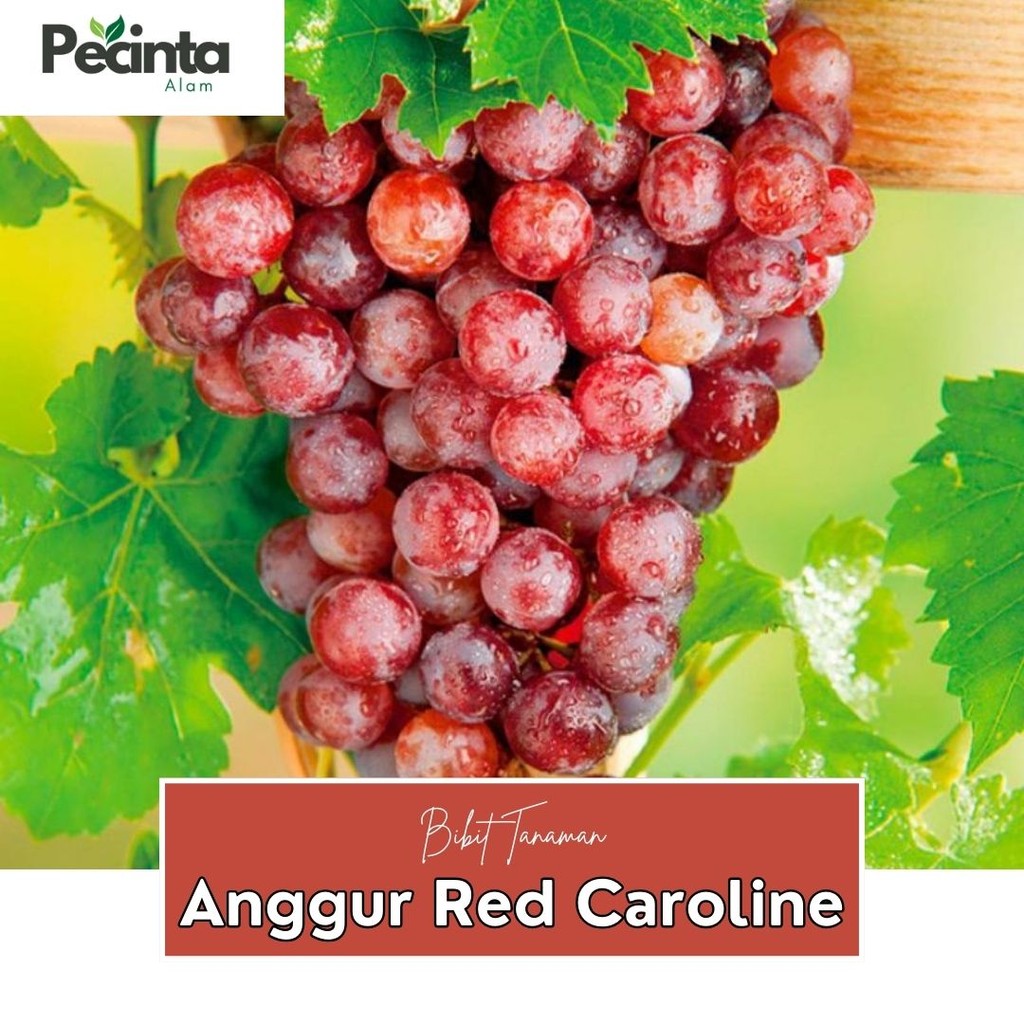 Jual Bibit buah anggur merah red caroline tanaman hidup siap tanam ...