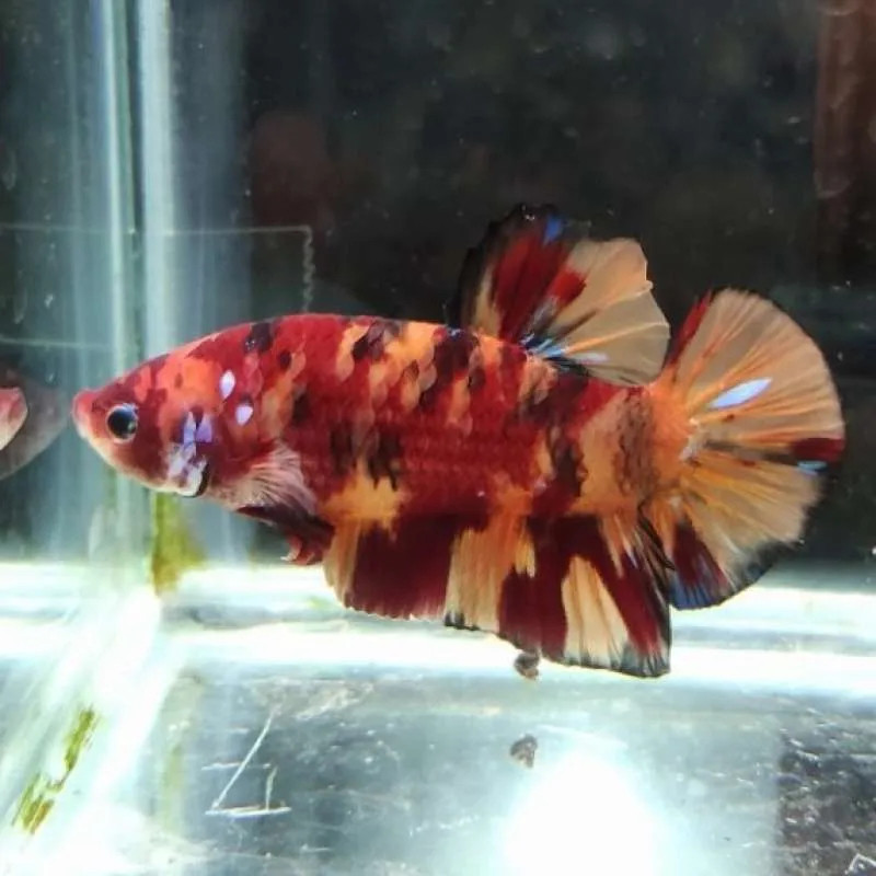 Jual stiker anomali Ikan Cupang Hias Besar / Cupang Giant | Shopee ...