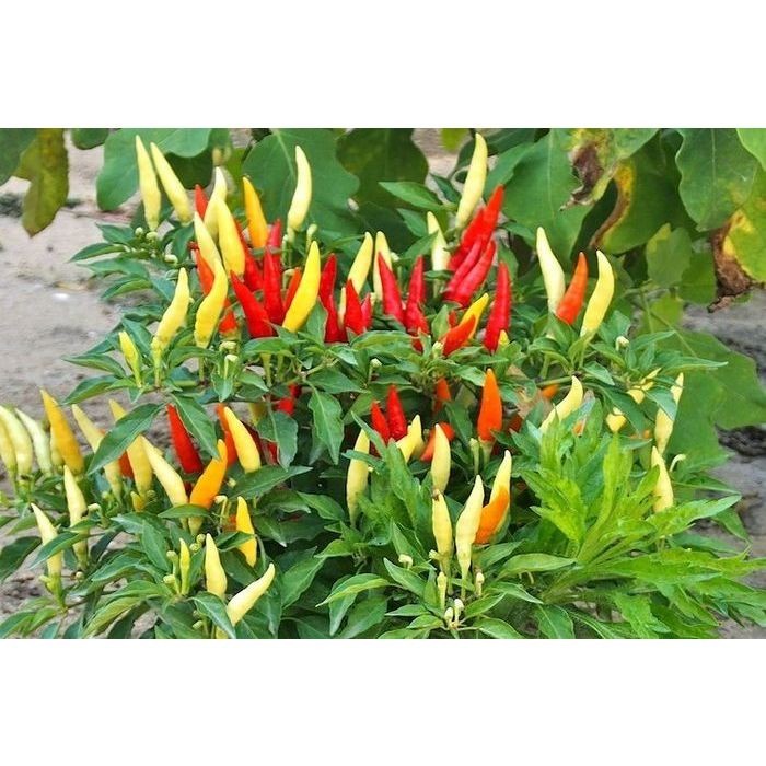 Jual Tanaman Cabe Rawit Super Jumbo Tabulampot / Cabai Rawit / Lombok ...