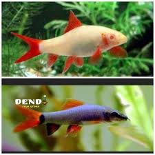 Jual PAKET ISI 10 Red Fin albino Black Redfin kebutuhan aquarium ...