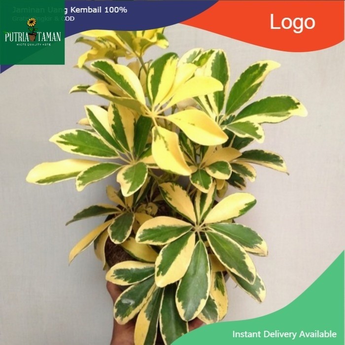 Jual tanaman hias walisongo varigata - tanaman rumah / houseplant | Shopee Indonesia