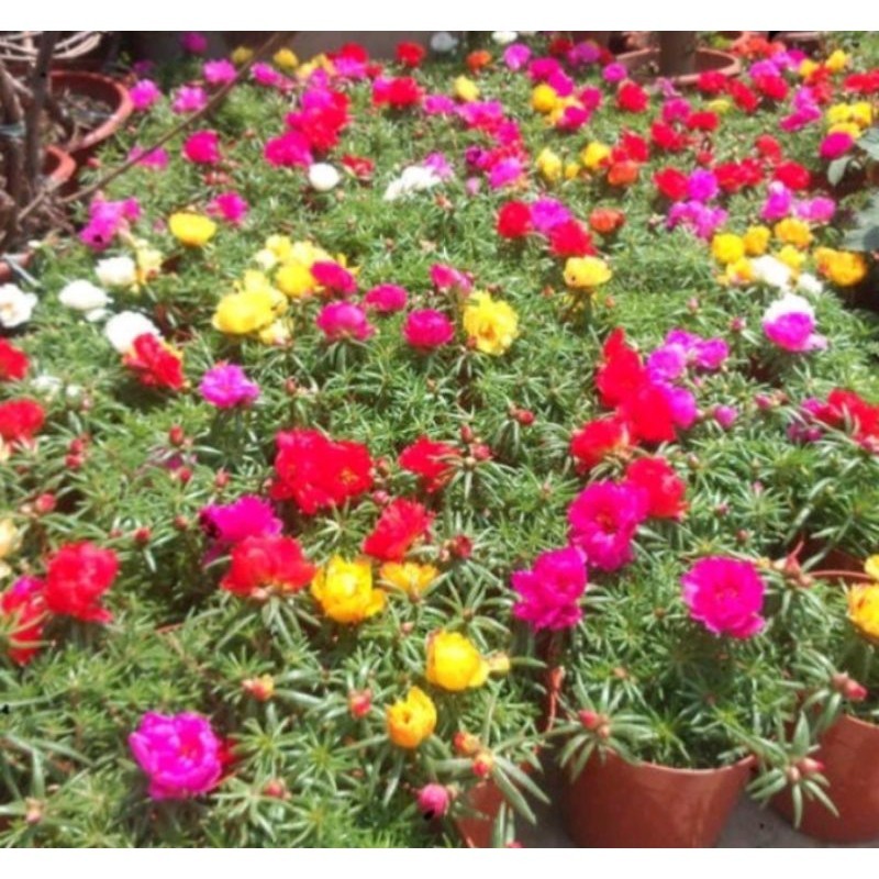 Jual Tanaman Tanaman Bunga Krokot Mossrose Warna Warni Bunga krokot ...
