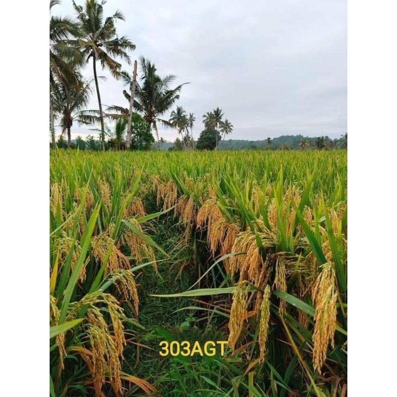 Jual BIBIT PADI PADI DAN BENIH Benih padi AGT 303 kemasan 5 kg ORIGINAL ...