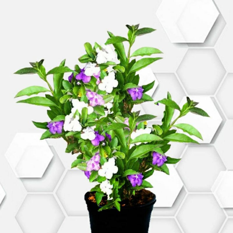 Jual Tanaman hias melati costa Melati Costa (Brunfelsia uniflora ...