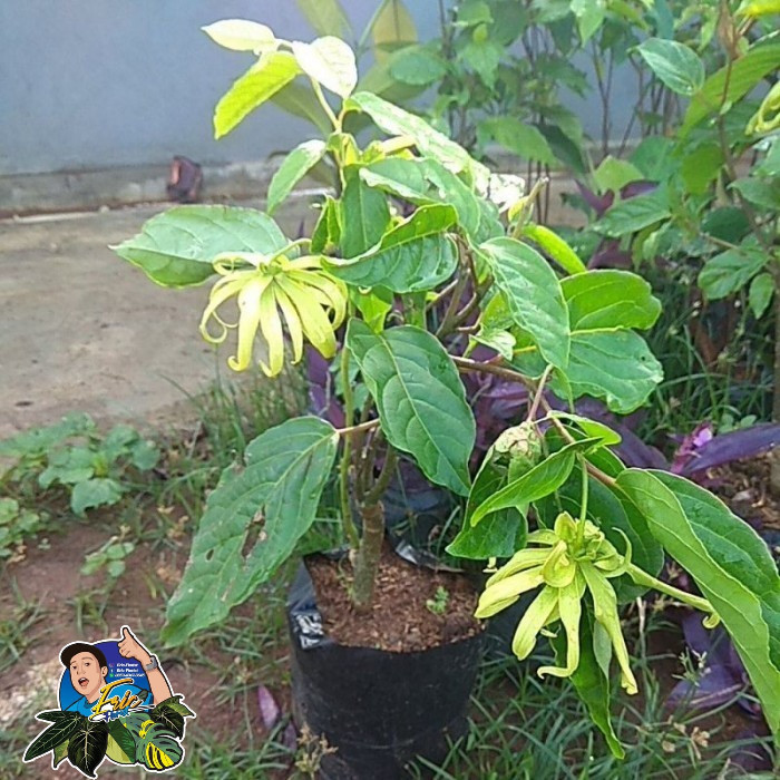 Jual Bibit Tanaman Bunga Hias Kenanga pohon hidup - rimbun berbunga ...