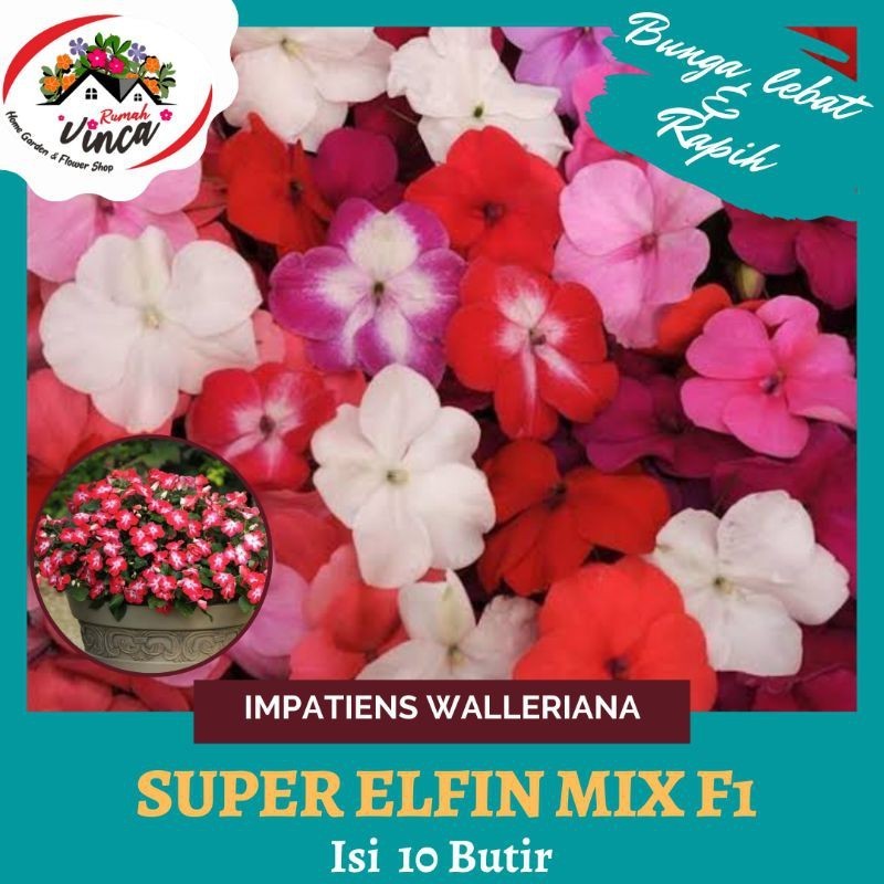 Jual Benih Biji Bunga Impatiens SUPER ELFIN mix F1 | Shopee Indonesia