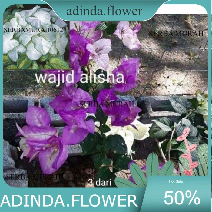Jual Tanaman Bougenville Bugenvile Bibit Bogenfil Jid Alisha
