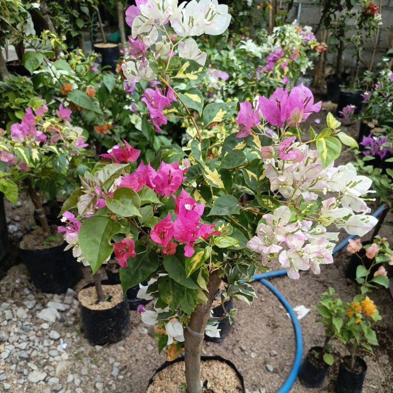 Jual Bougenville 1 Pohon Banyak Warna (Stek 3-7 Warna) | Shopee Indonesia