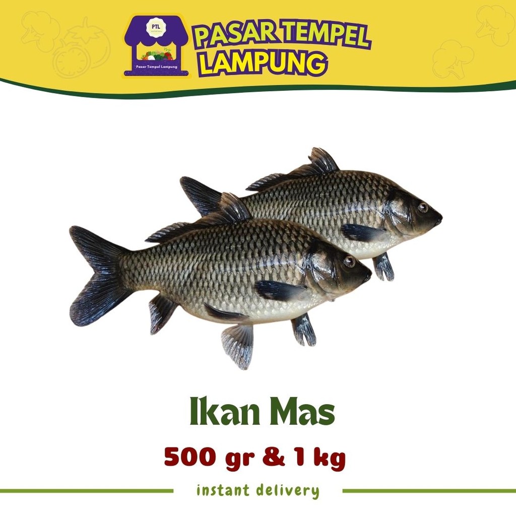 Jual Ikan Mas Segar 1kg | Shopee Indonesia