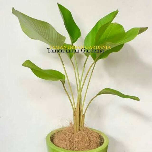 Jual TANAMAN HIAS CALATHEA LUTHEA - TANAMAN HIAS PISANG CALATHEA ... Jual TANAMAN HIAS CALATHEA LUTHEA - TANAMAN HIAS PISANG CALATHEA ...