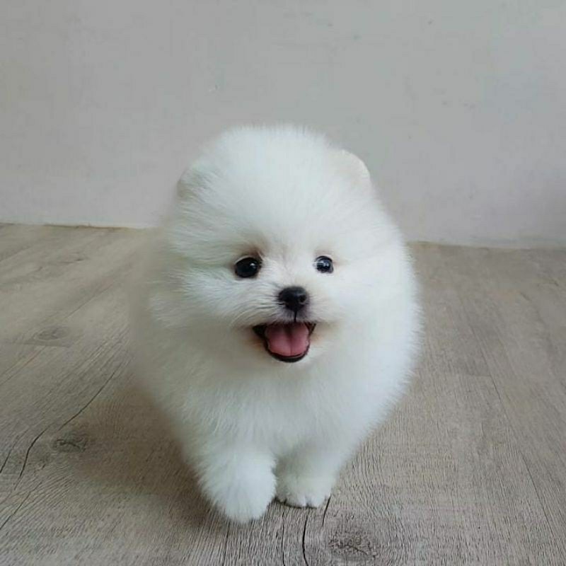 Jual Anjing Super Mini Pom | Shopee Indonesia