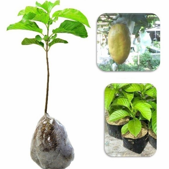 Jual Bibit Tanaman Buah Markisa Jumbo / Markisa Giant | Shopee Indonesia